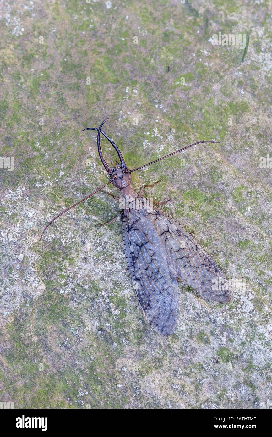 Eastern Dobsonfly (Corydalus cornutus) Male on streamside rock in SGL ...