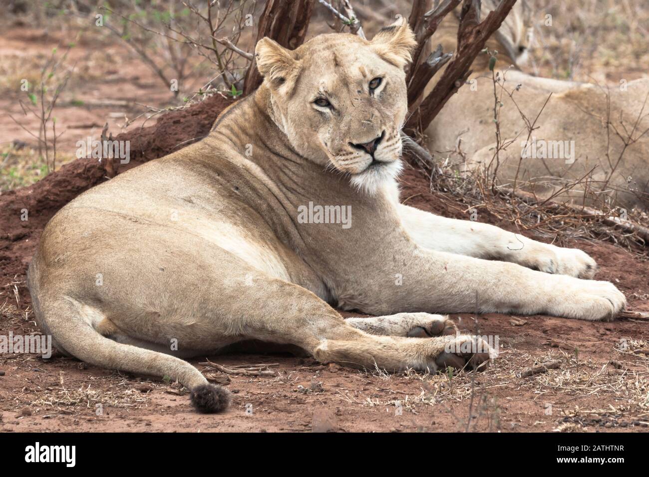 Krugernationalpark hi-res stock photography and images - Alamy