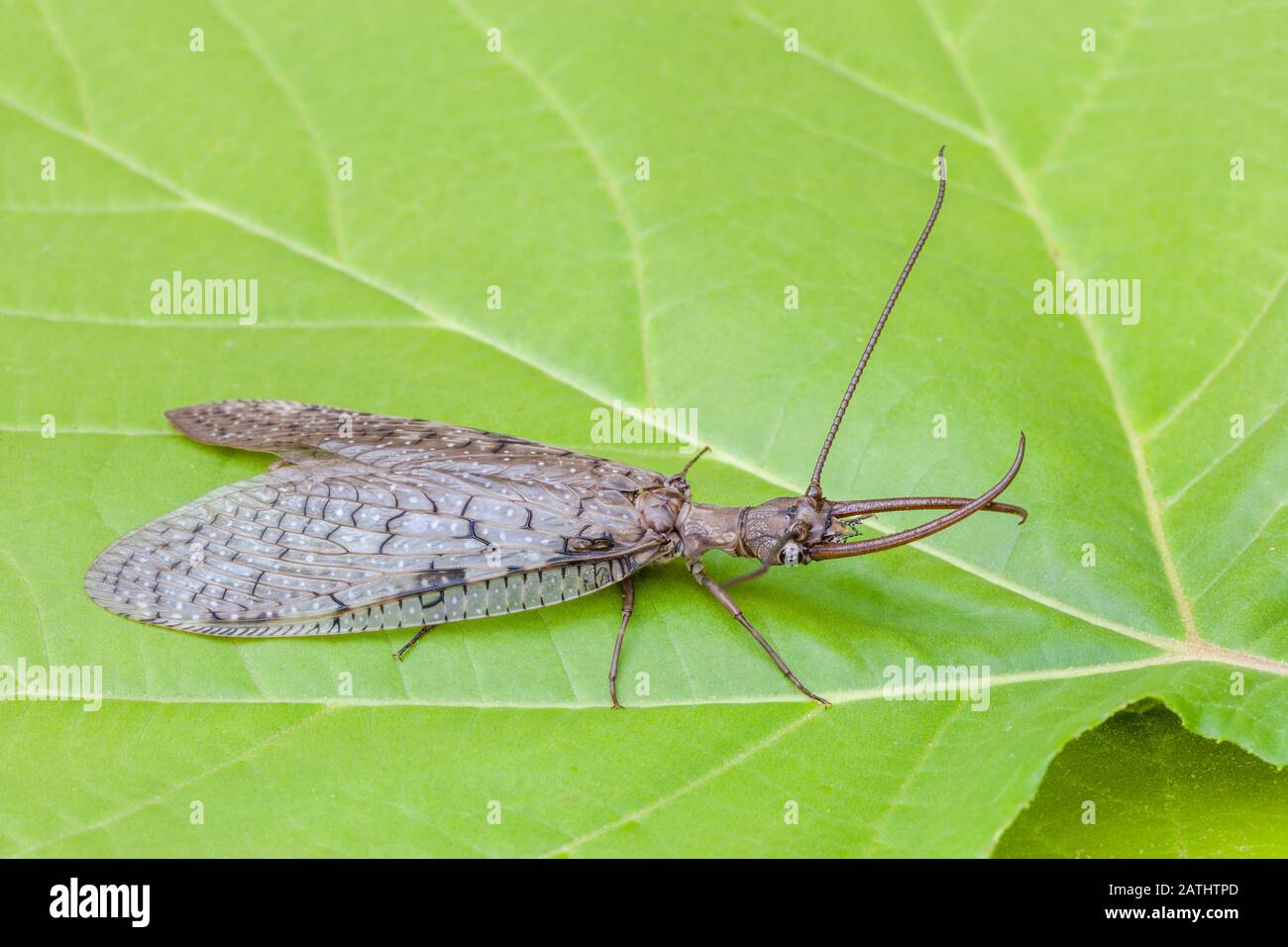 Dobsonfly hi-res stock photography and images - Alamy