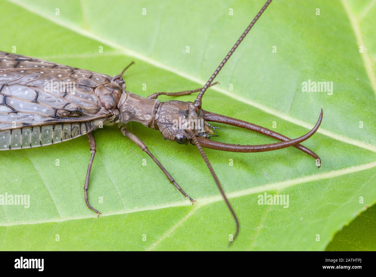 Eastern Dobsonfly (Corydalus cornutus) Male on Sycamore leaves. Clarks ...