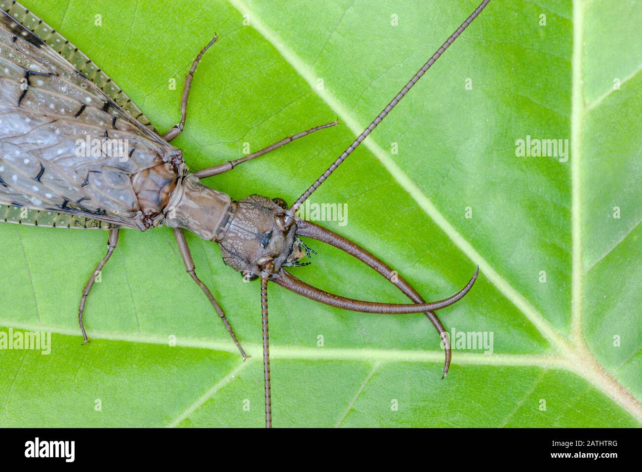 Dobsonfly hi-res stock photography and images - Alamy