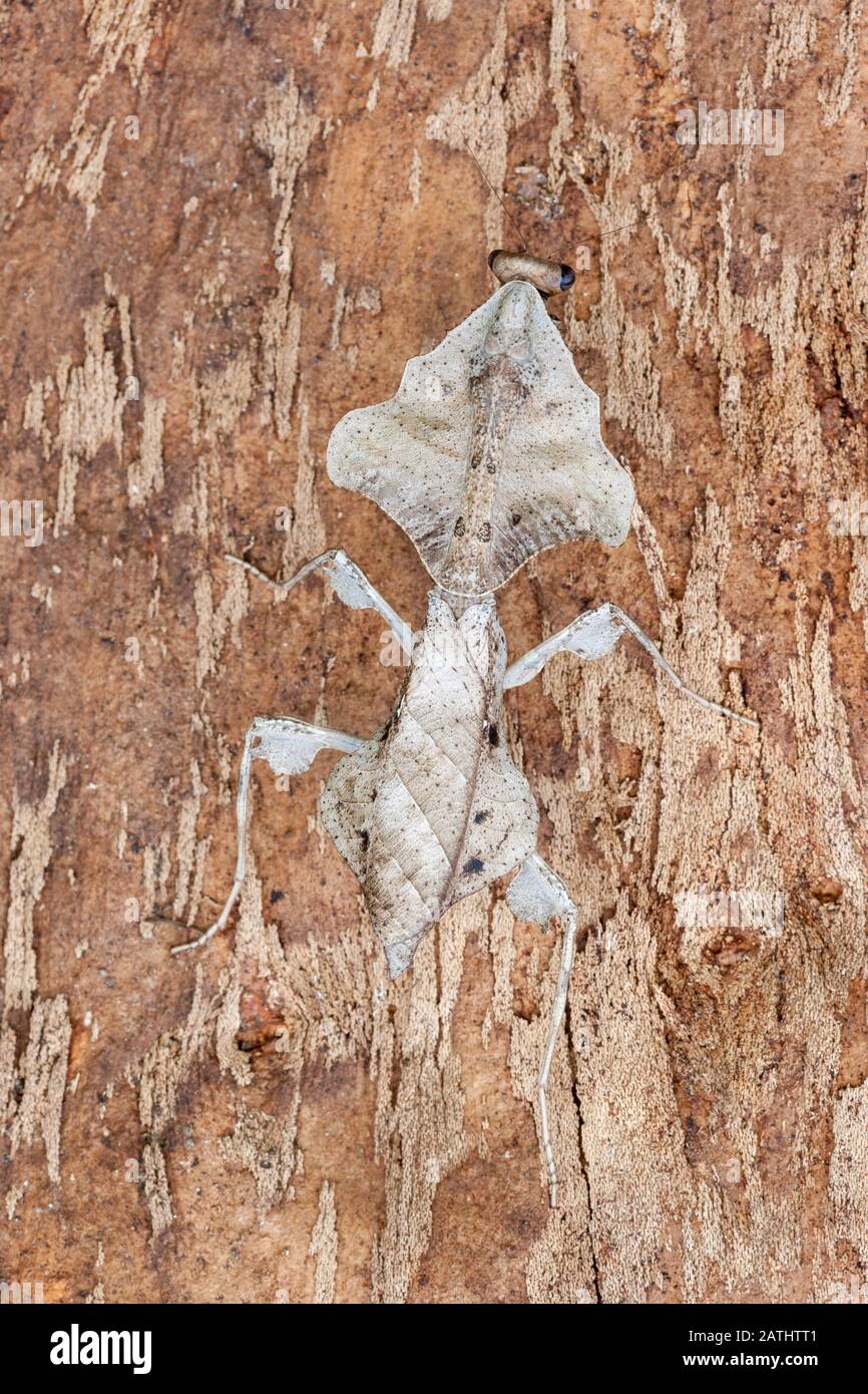 Dead leaf praying mantis deroplatys hi-res stock photography and images ...