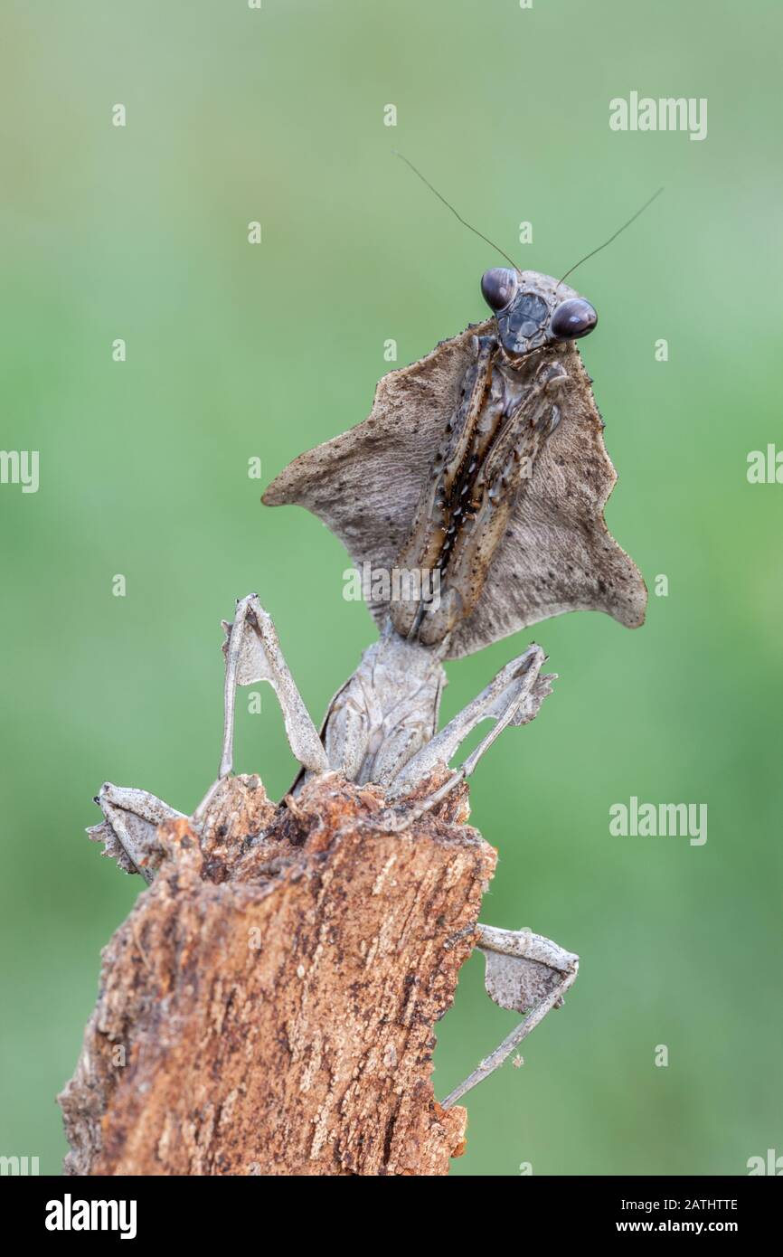 Dead Leaf Mantis (Deroplatys lobata) aka southeast Asian Dead Leaf ...
