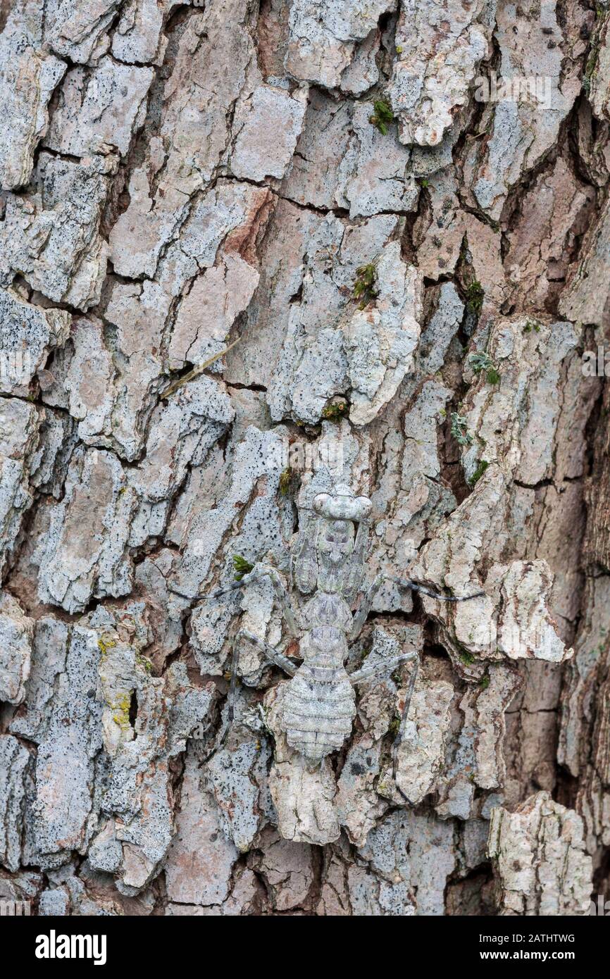 Flowering Dogwood Bark