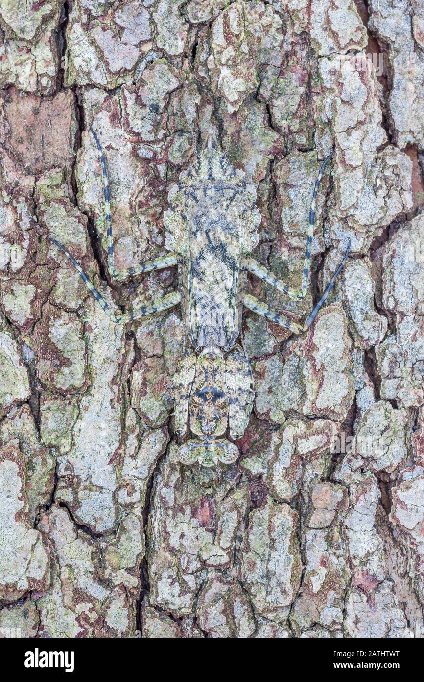 Grizzled Mantis (Gonatista grisea) aka Florida Bark Mantid aka Lichen ...