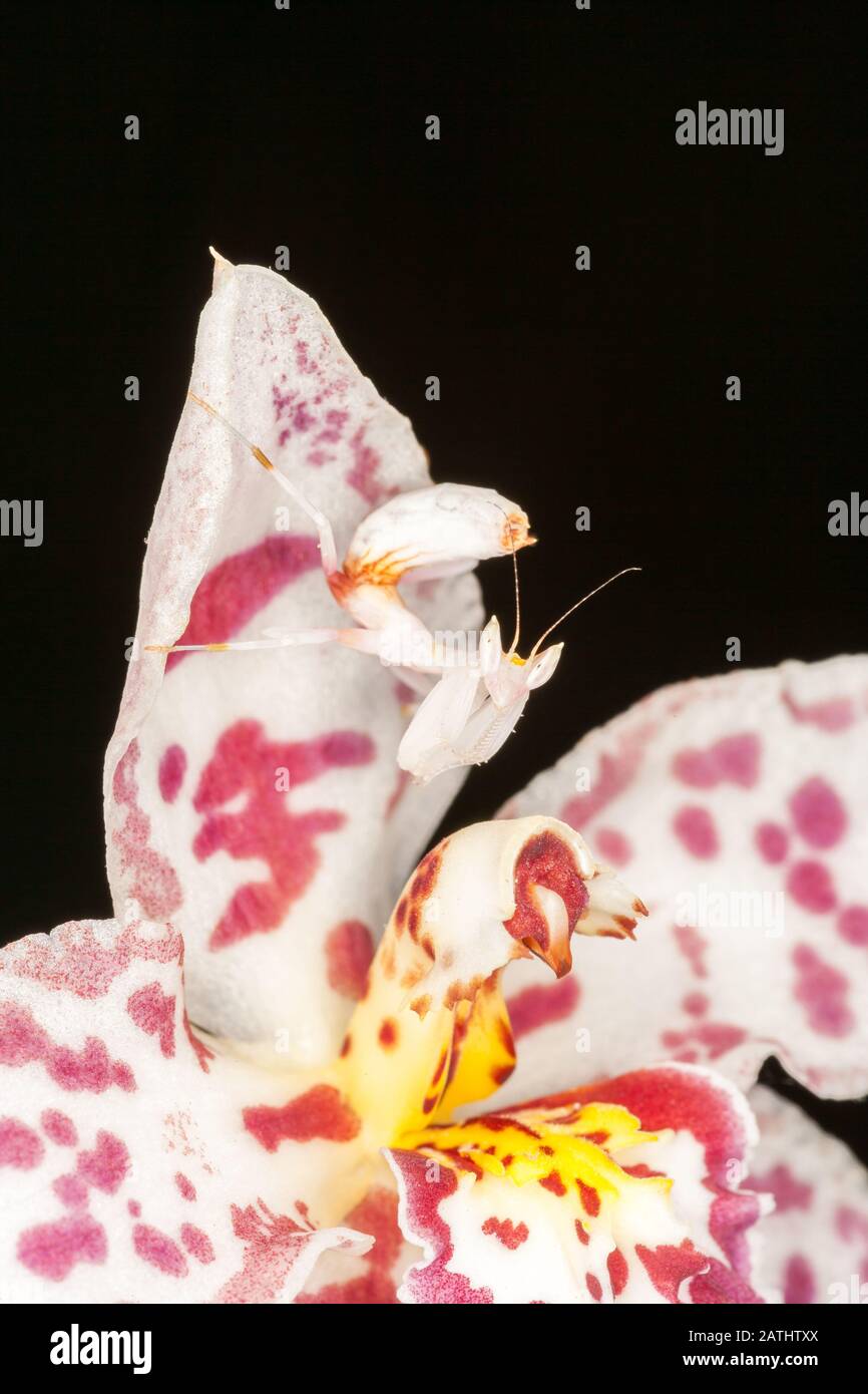 Orchid Mantis (Hymenopus coronatus) aka Walking Flower Mantis. Nymph ...