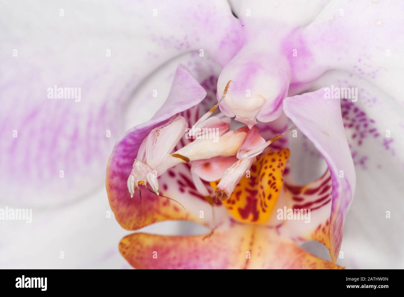 Orchid Mantis Camouflage