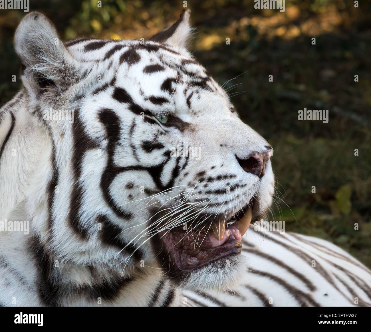 White Bengal Tiger Stock Photo - Alamy