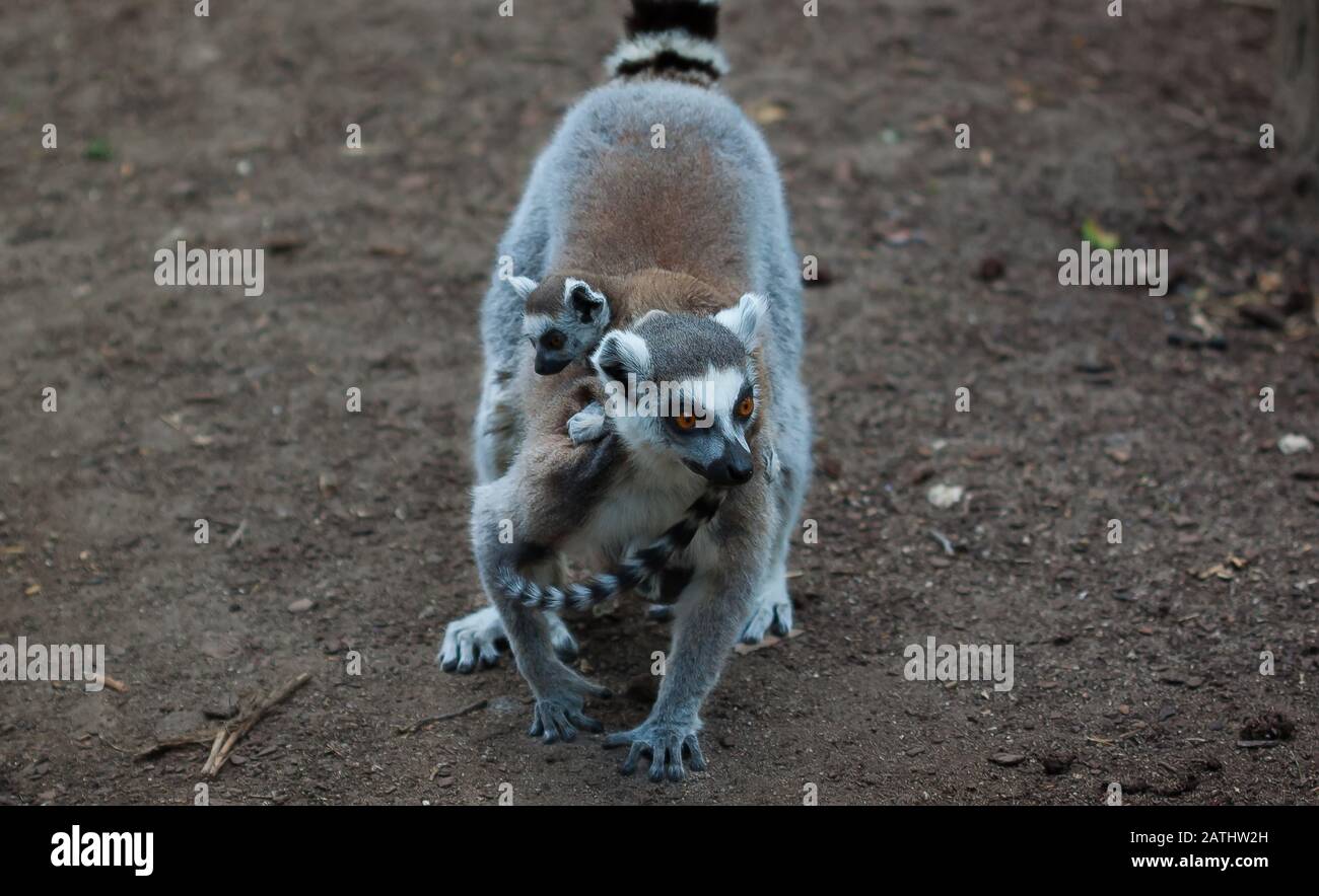 Ring-Tailed Lemur with Baby Stock Photo - Alamy
