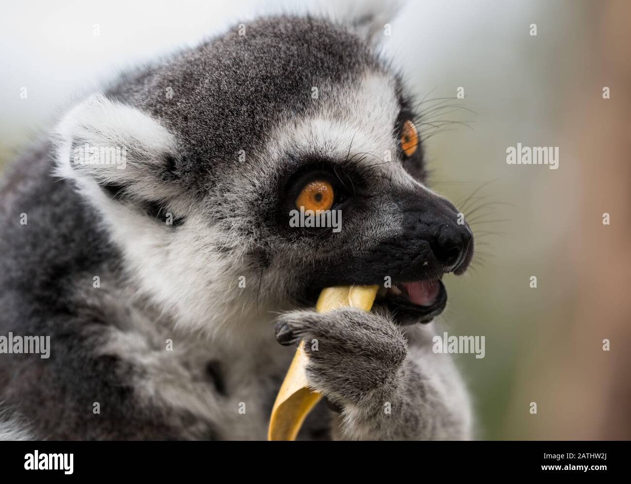 Ring-Tailed Lemur eating Stock Photo - Alamy