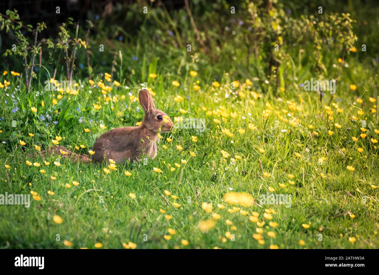 Rabbit season hi-res stock photography and images - Alamy