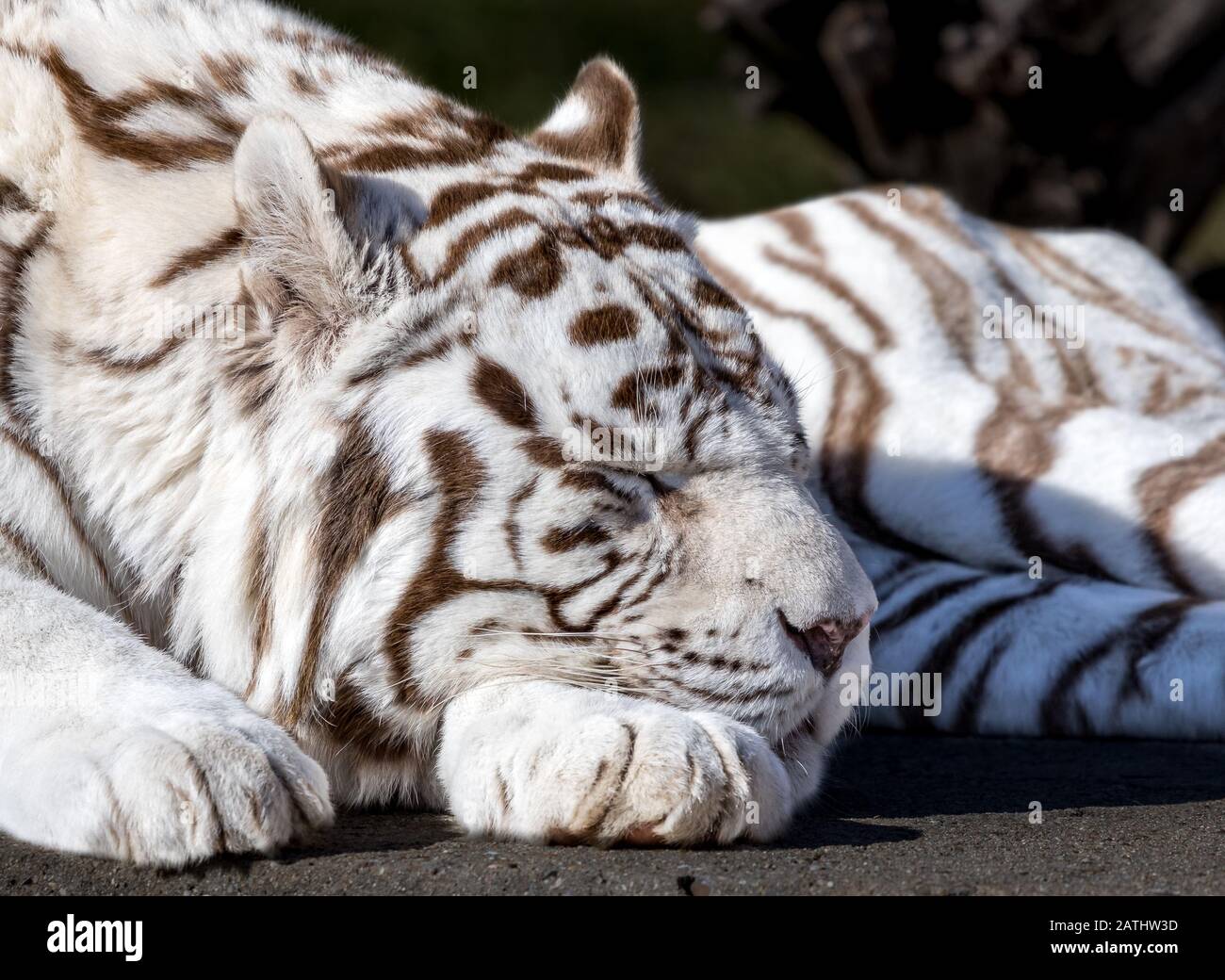 White Bengal Tiger Stock Photo - Alamy