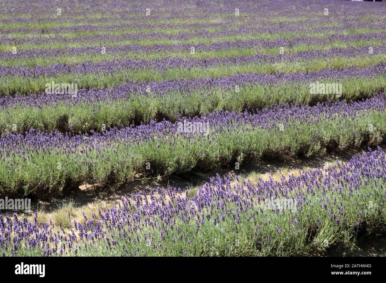 Tours of lavender farm hi-res stock photography and images - Alamy