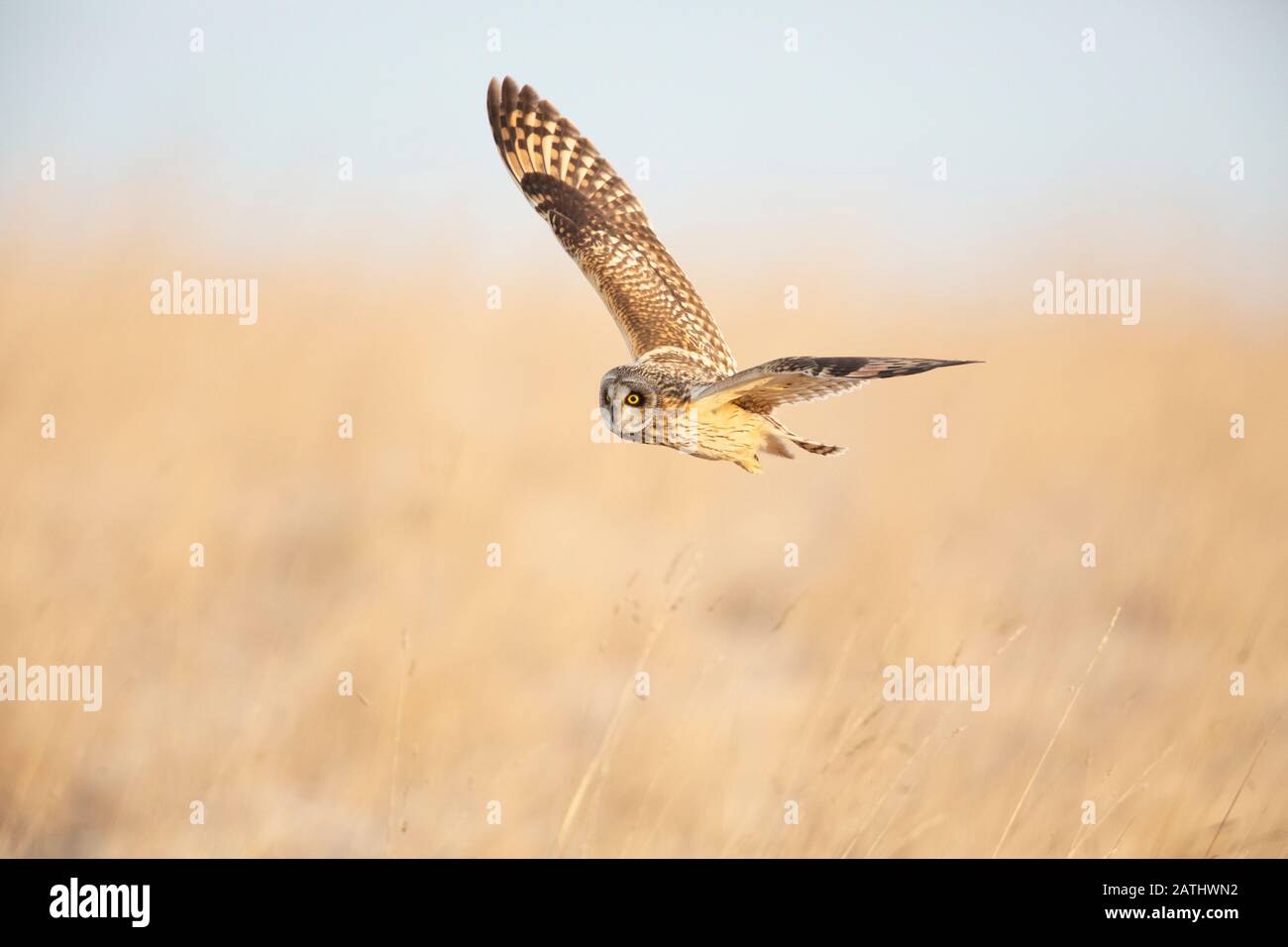 Tawny owl flying prey hi-res stock photography and images - Alamy