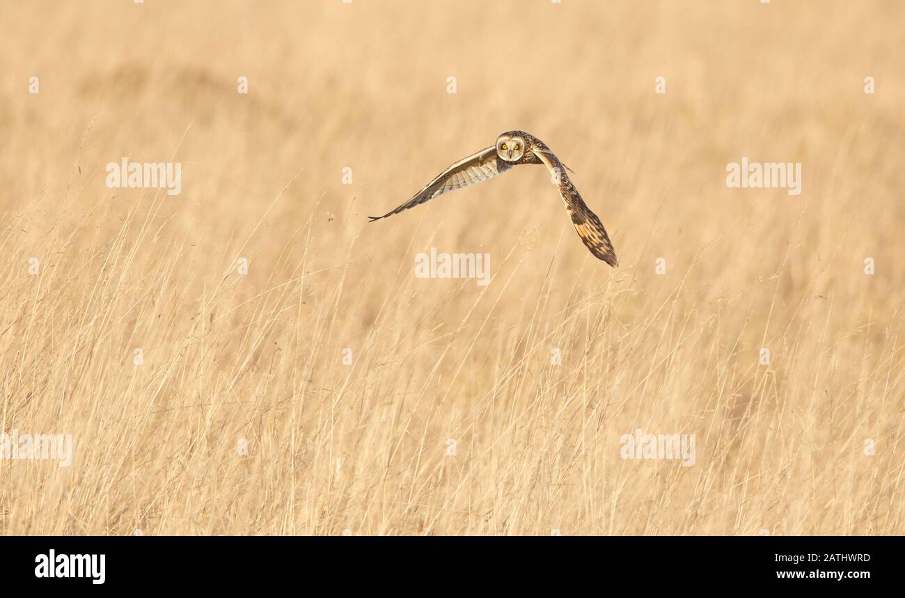 Bat hunting moth hi-res stock photography and images - Alamy