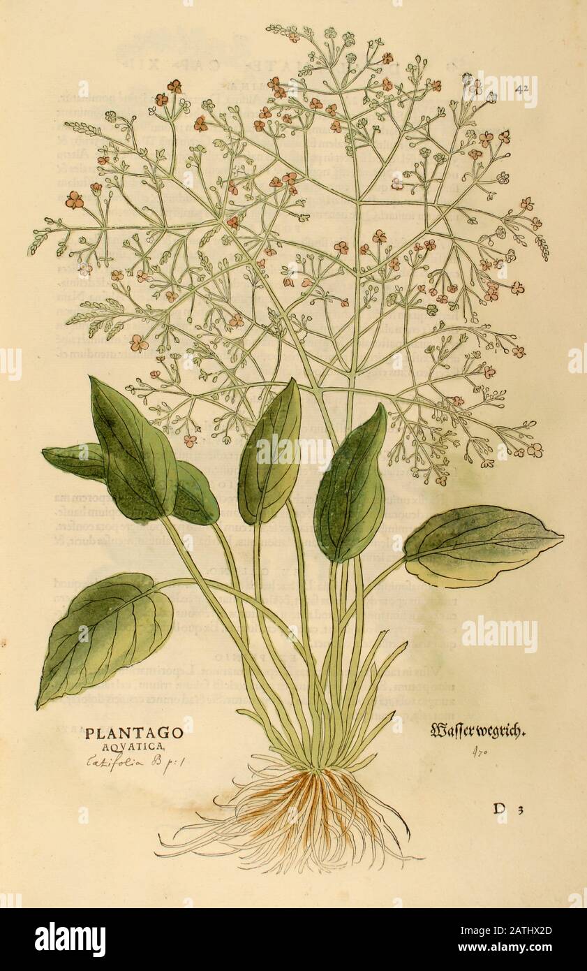 16th century, watercolor, hand painted woodcutting print of a Plantago ...