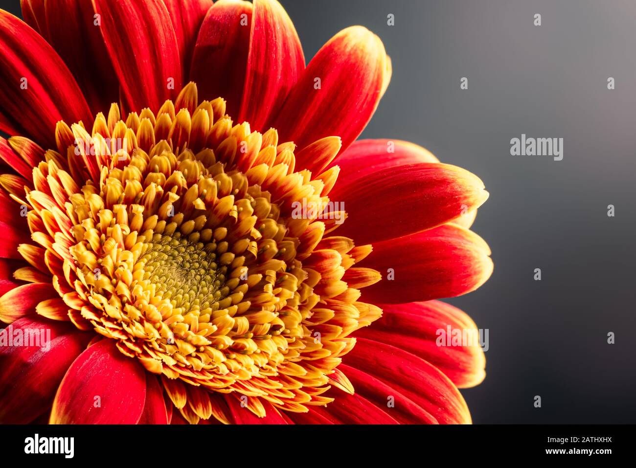 Gerbera daisy colors hi-res stock photography and images - Alamy