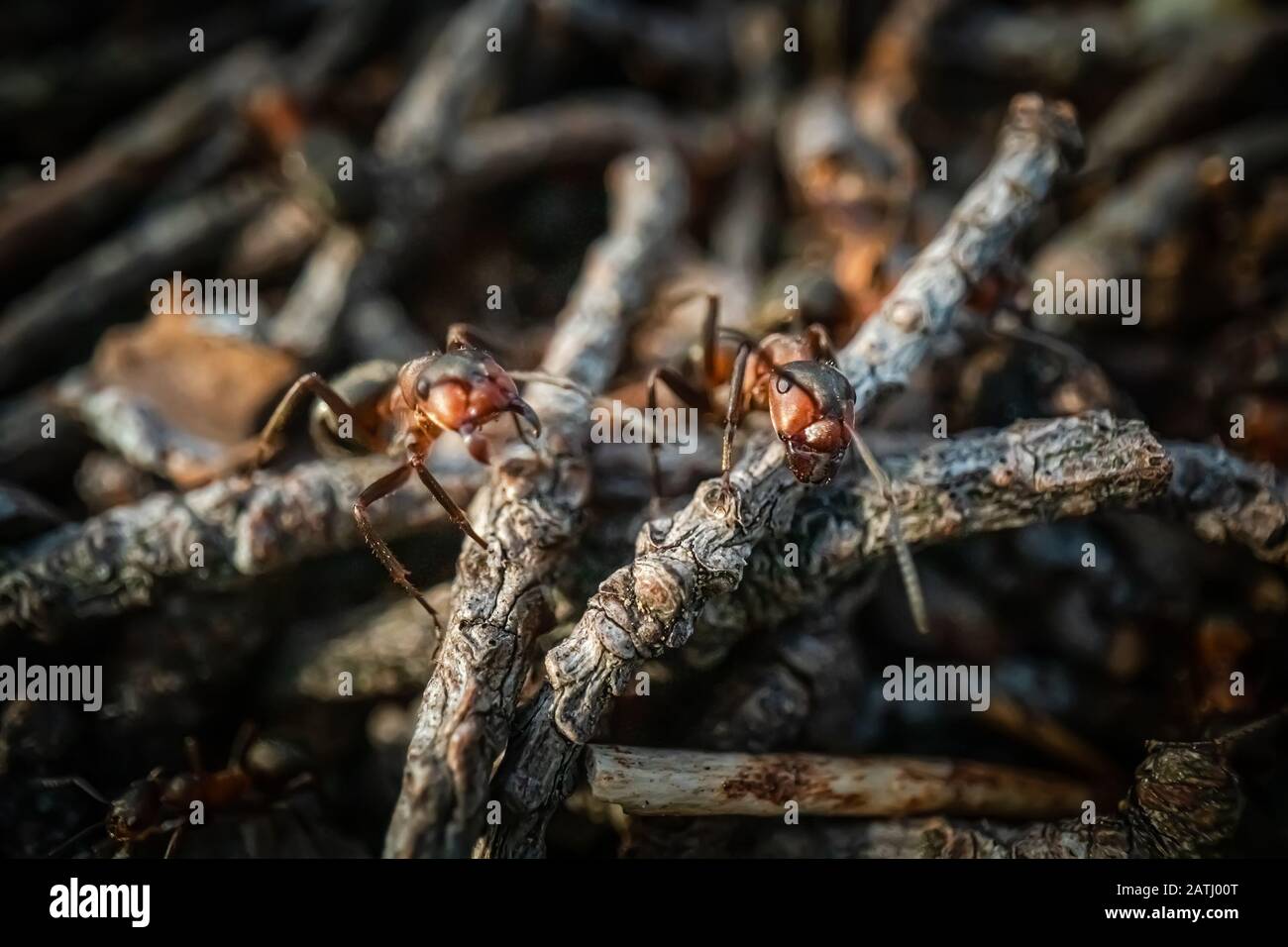 Red forest ant macro close up Stock Photo - Alamy