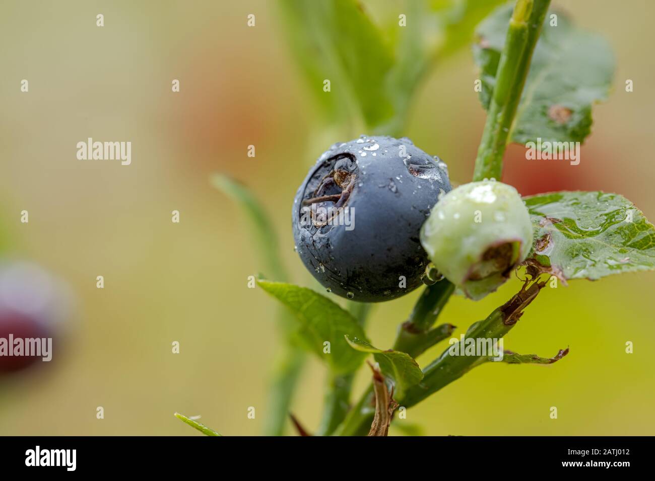 Blueberry antioxidants on a background of Norwegian nature Stock Photo ...