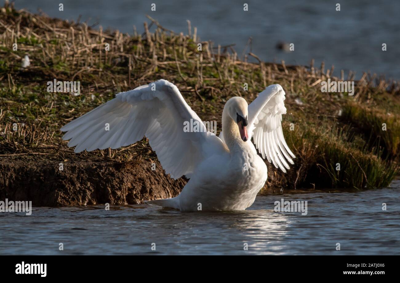 Swan stretching its wings on a lake Stock Photo - Alamy