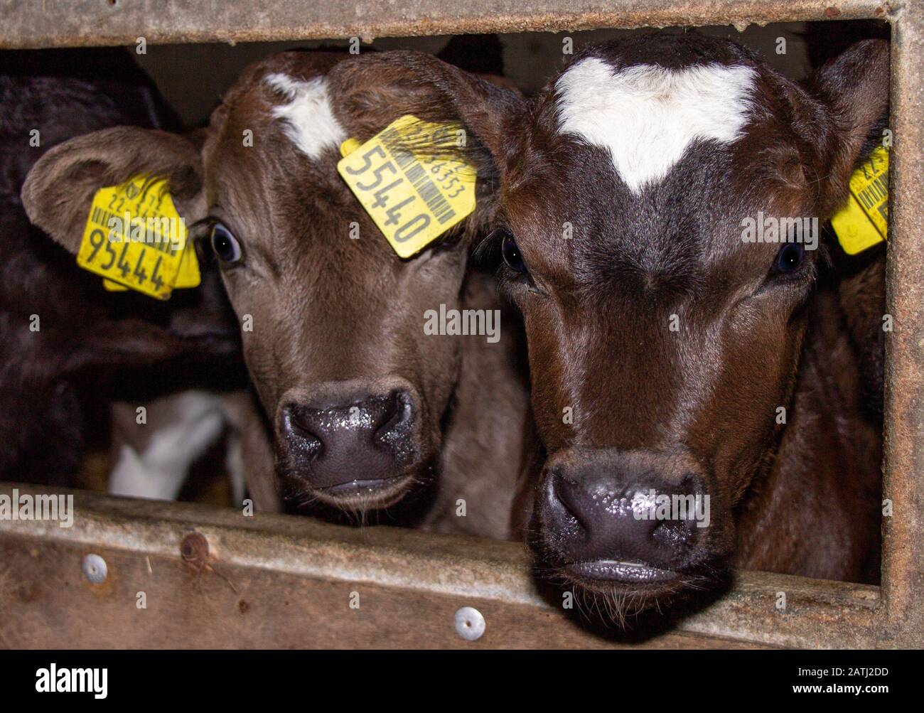 Friesian calves in a calving pen Stock Photo - Alamy