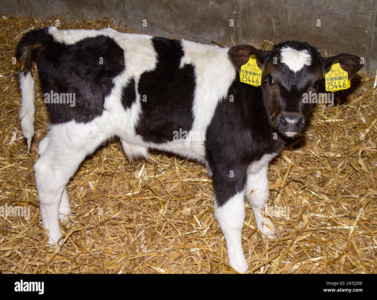 Friesian bull calf in straw calving pen Stock Photo - Alamy