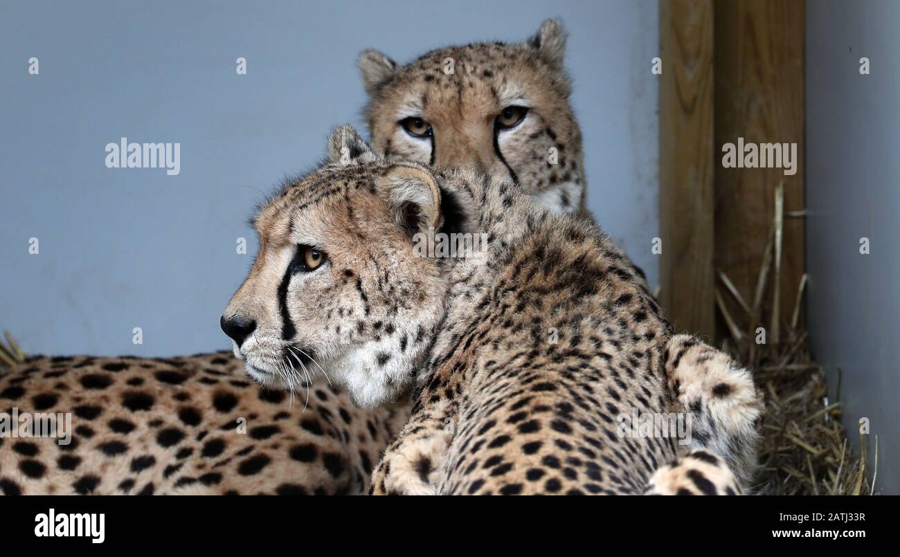 Hand raised cheetah hi-res stock photography and images - Alamy
