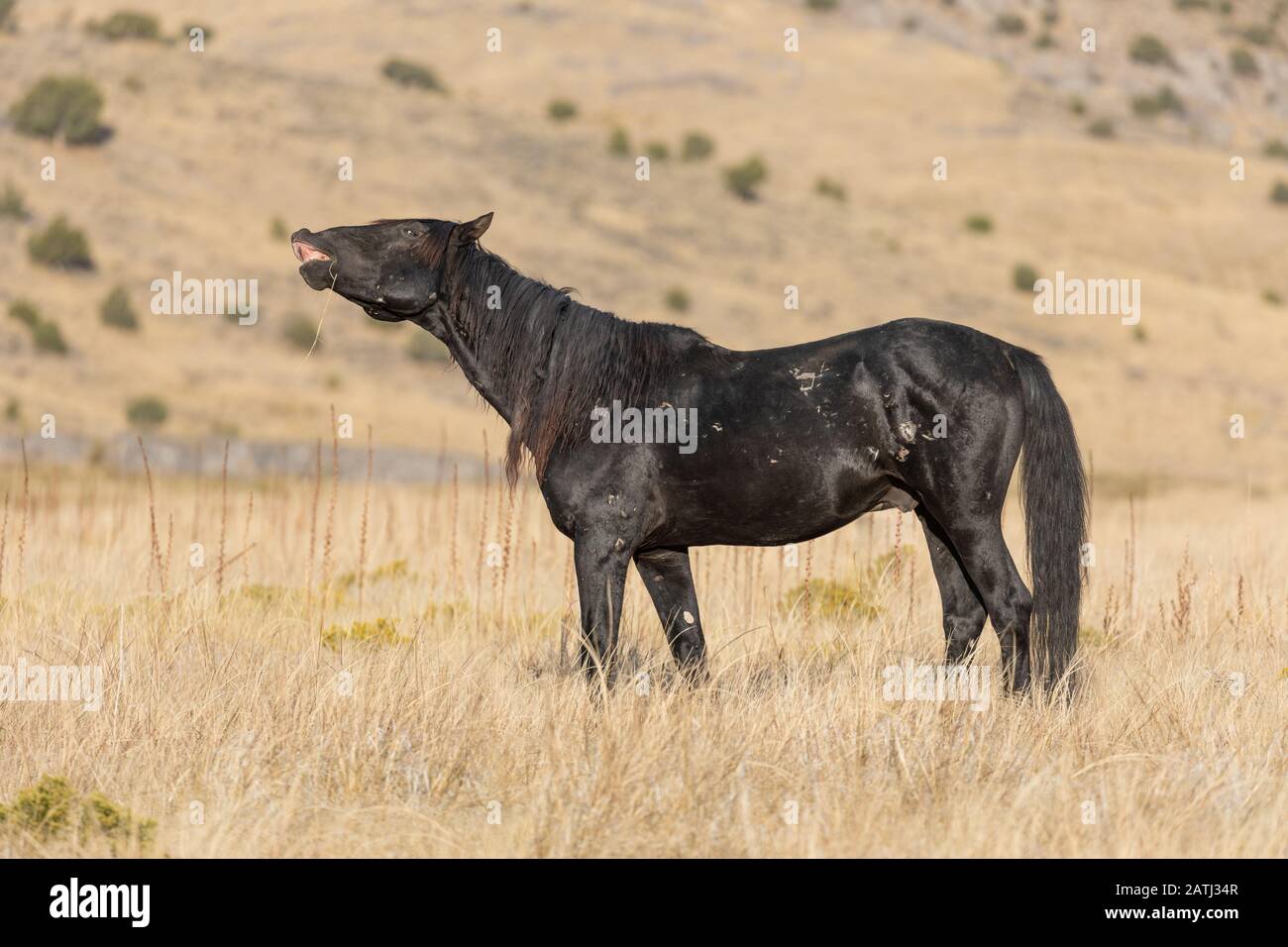 Wild Horse in the Utah desert in Fall Stock Photo - Alamy