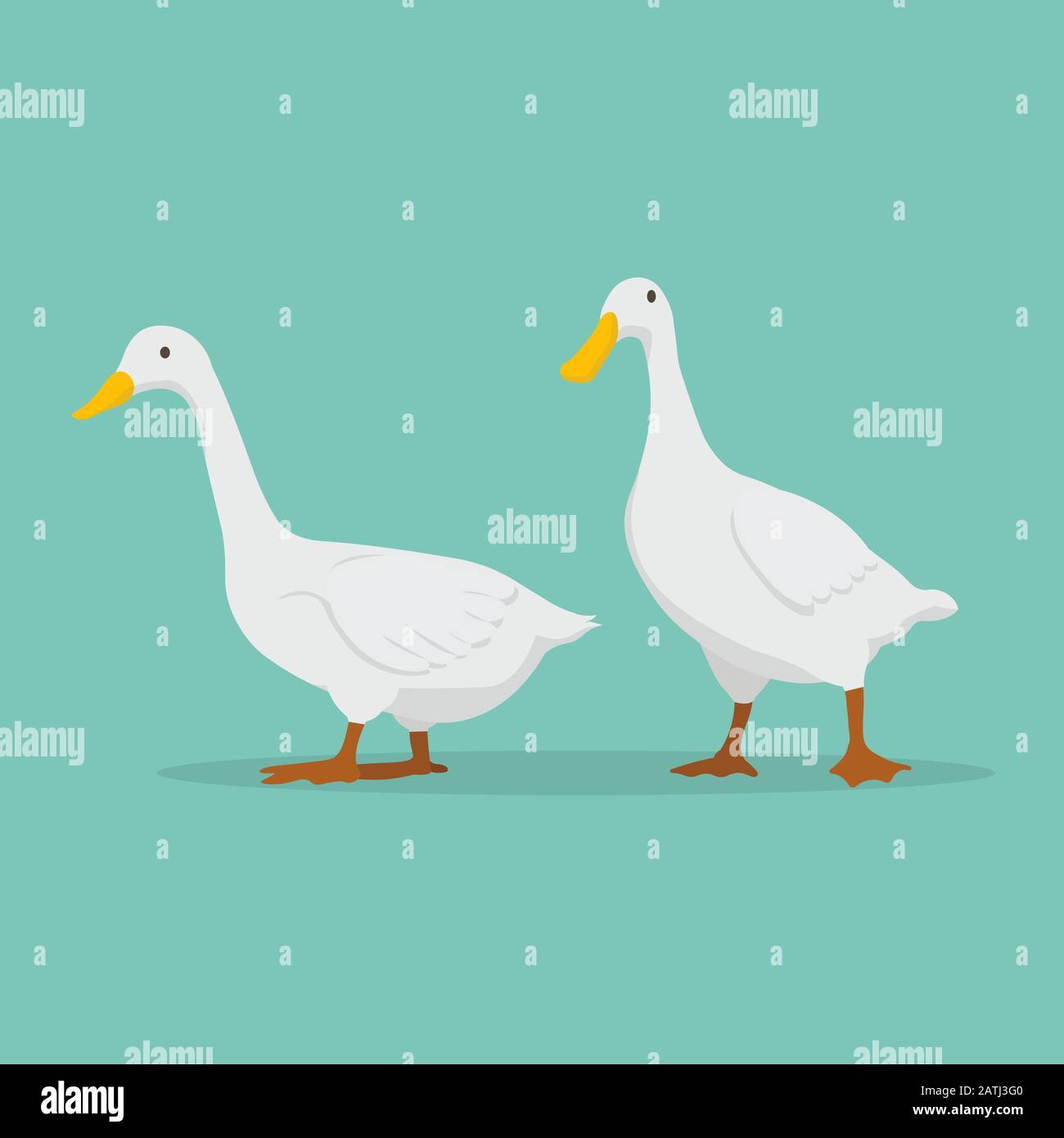 Ducks and goose Stock Vector Images - Alamy