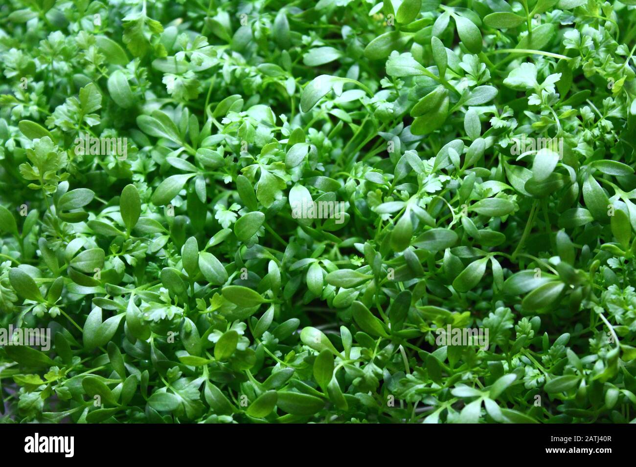 The picture shows a background with fresh cress Stock Photo - Alamy