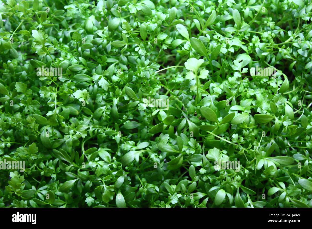 The picture shows a background with fresh cress Stock Photo - Alamy