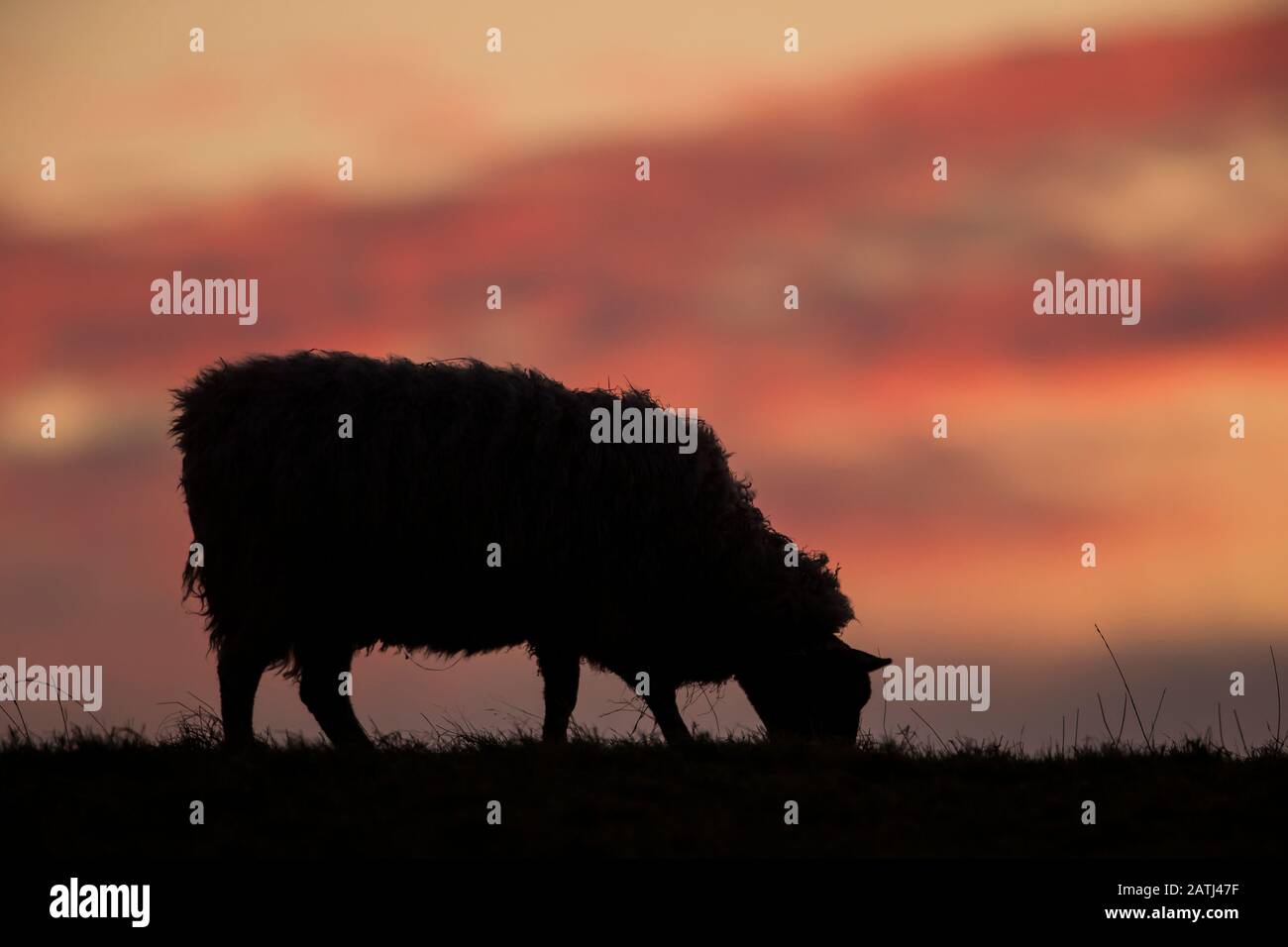 Grass and hillside in silhouette hi-res stock photography and images ...