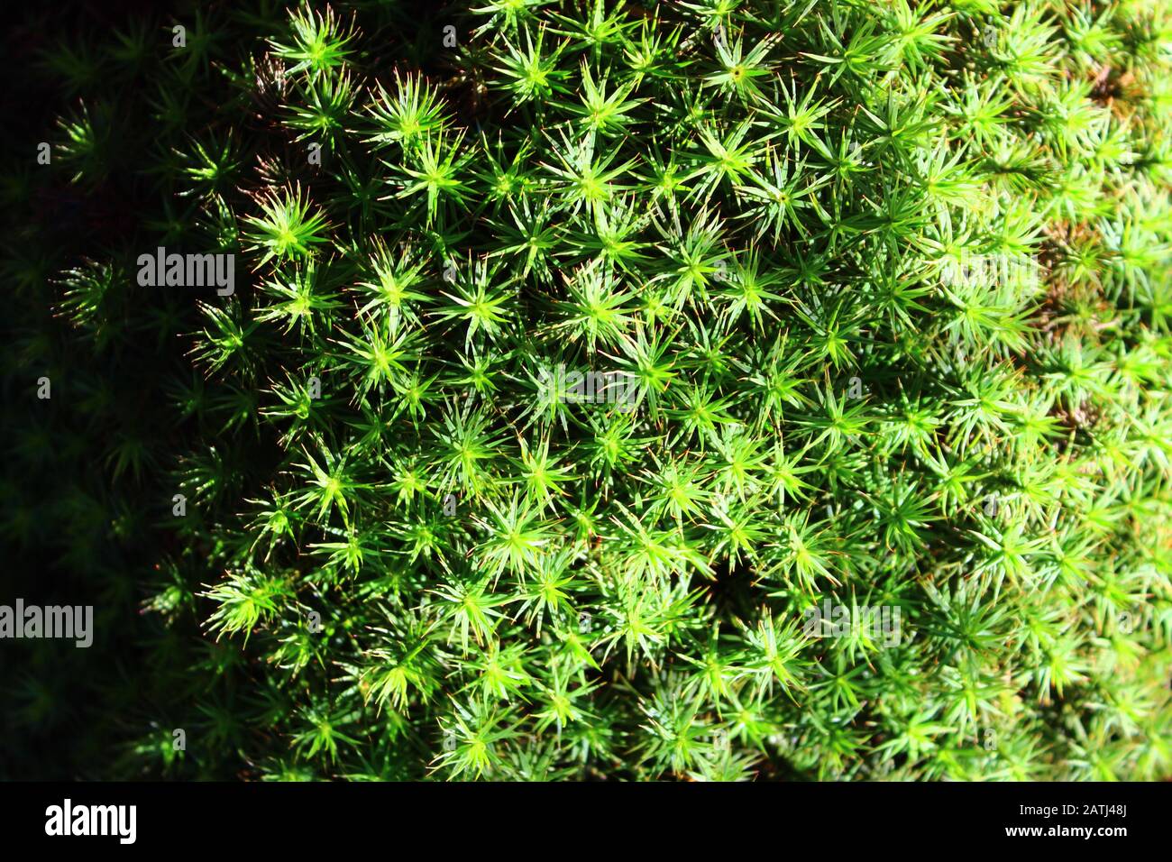 The picture shows moss in the forest Stock Photo - Alamy