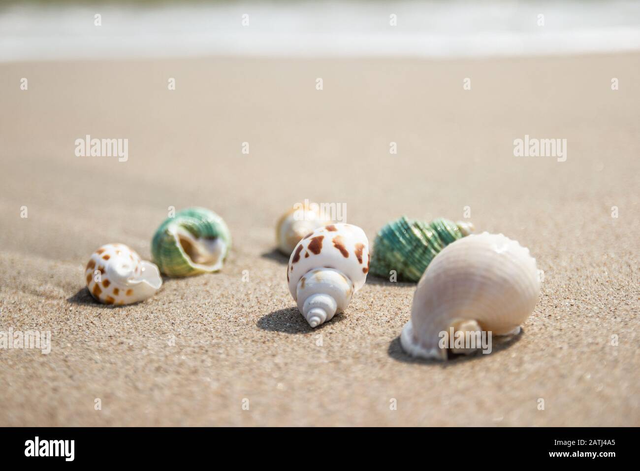 Shells on the beach at the sea concept summer for travel and holiday ...