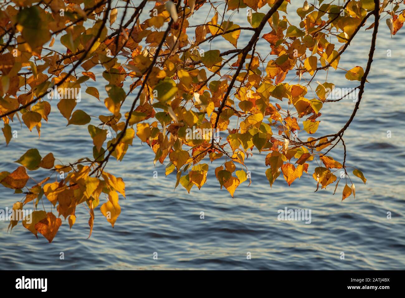 Yellow poplar tree hi-res stock photography and images - Alamy