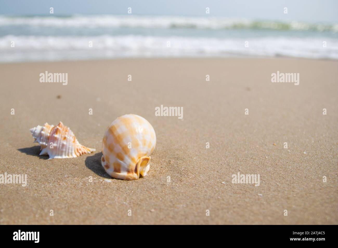 Shells on the beach at the sea concept summer for travel and holiday ...