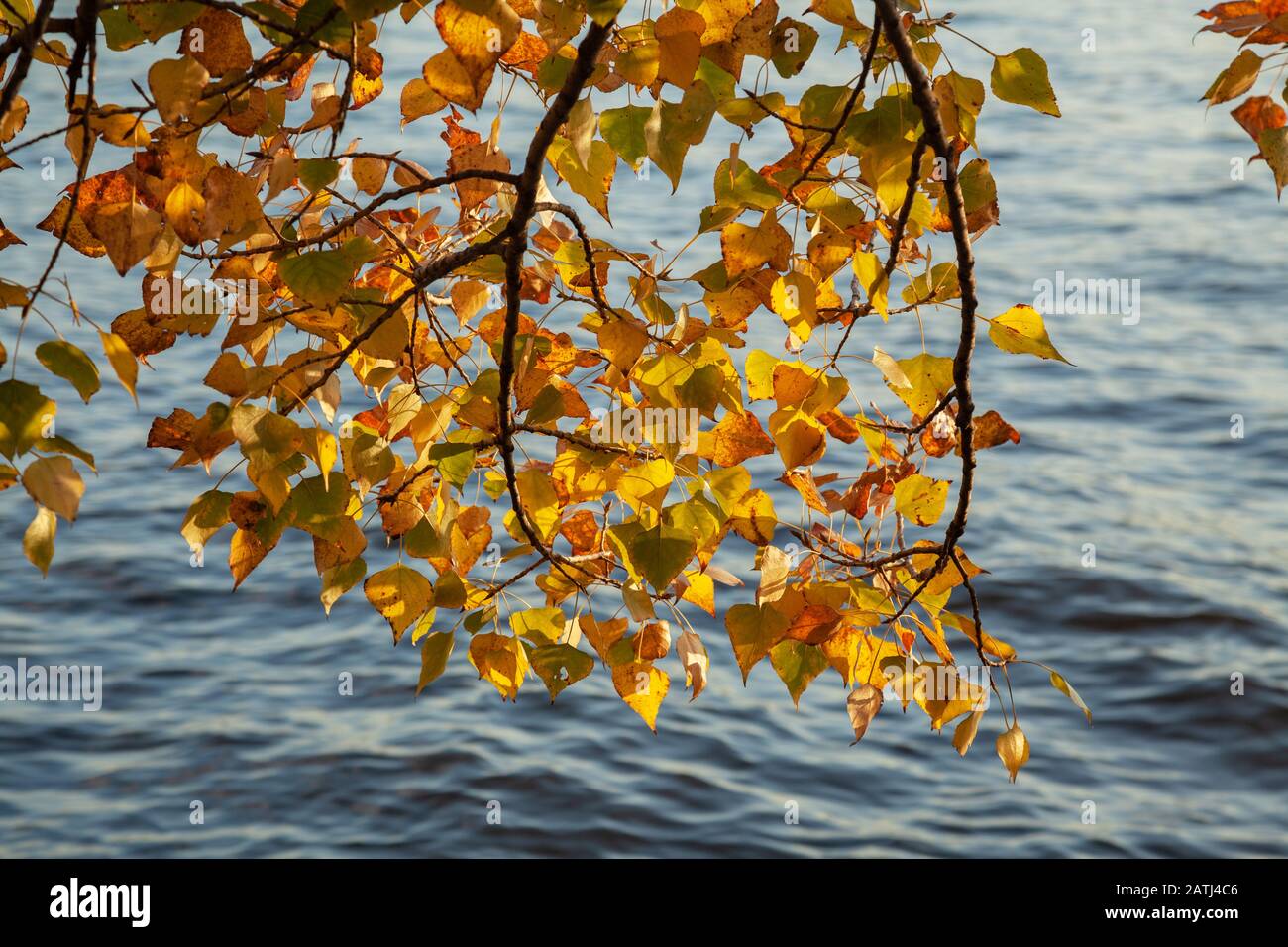 Yellow poplar tree hi-res stock photography and images - Alamy