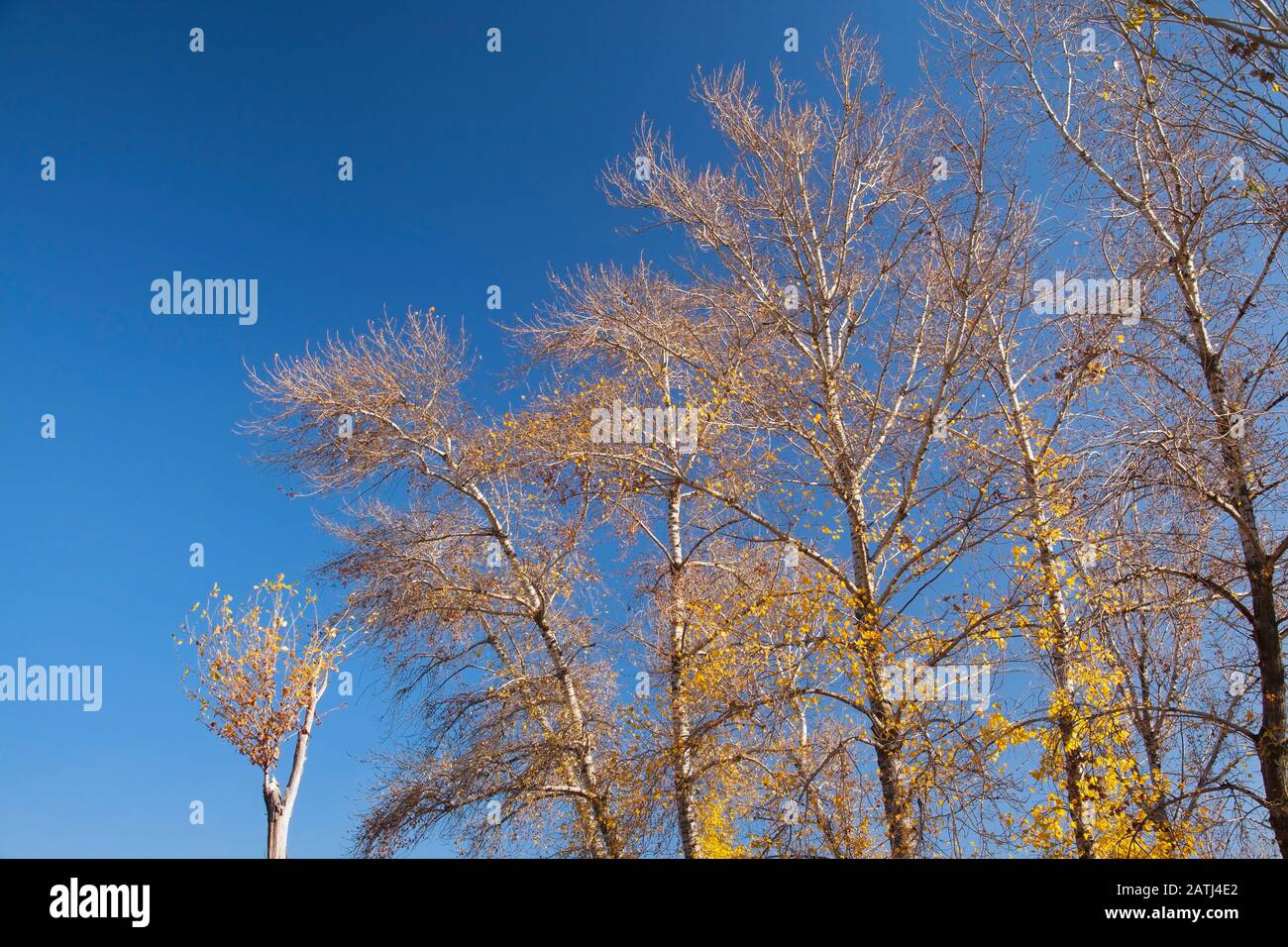 Poplar trees sky hi-res stock photography and images - Alamy
