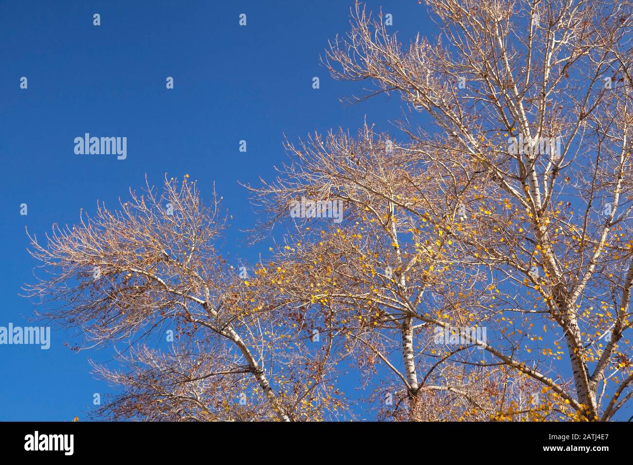 Poplar trees sky hi-res stock photography and images - Alamy