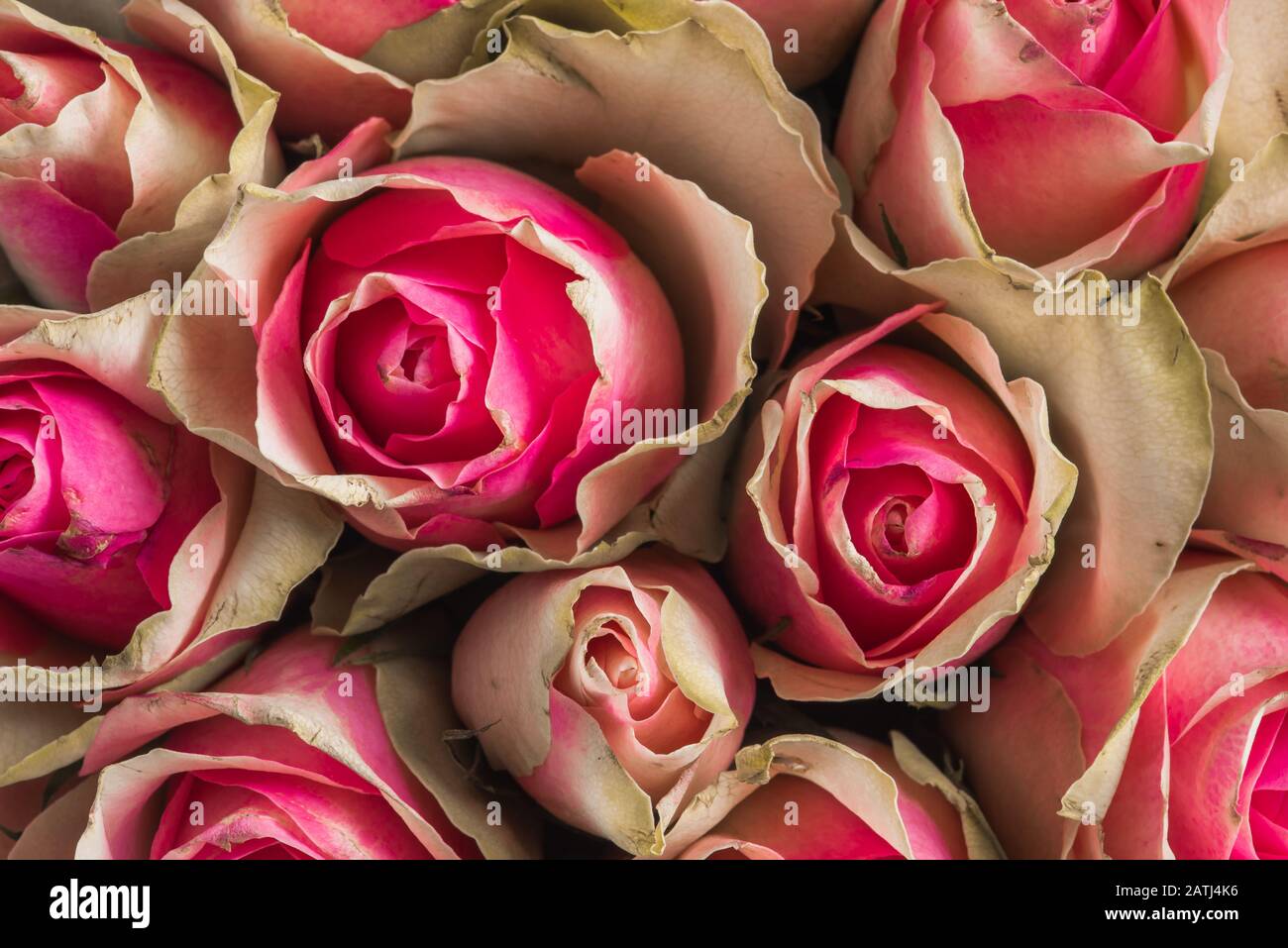 Dried flower bouquet hi-res stock photography and images - Alamy