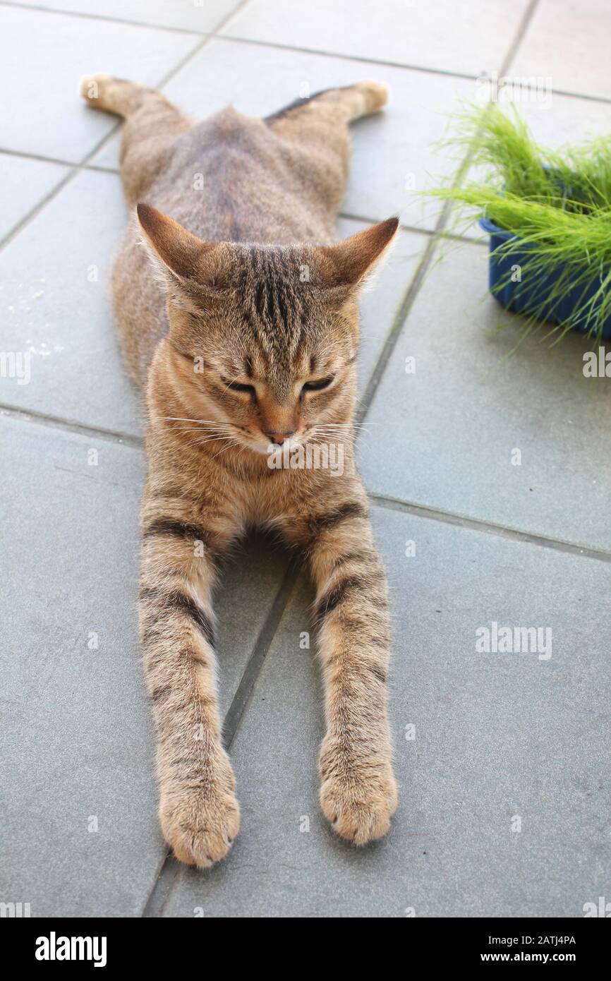 Stretched cat hi-res stock photography and images - Alamy