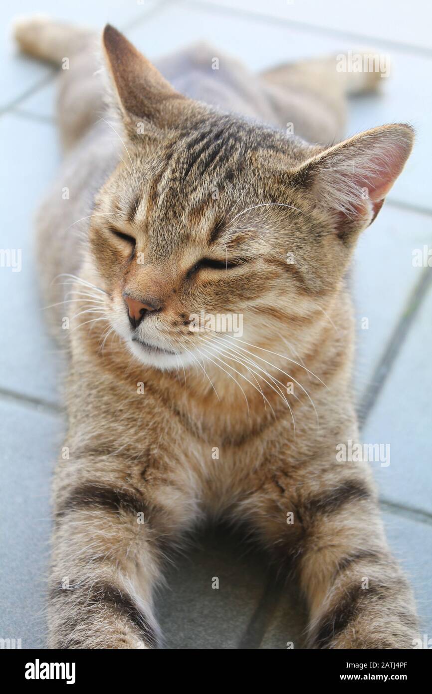 Angry cat exercise hi-res stock photography and images - Alamy