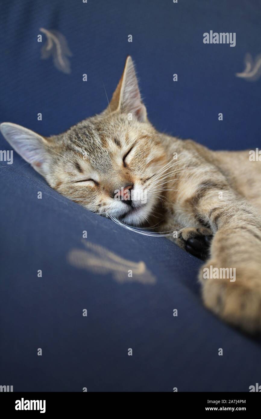 Sleeping tabby cat hi-res stock photography and images - Alamy