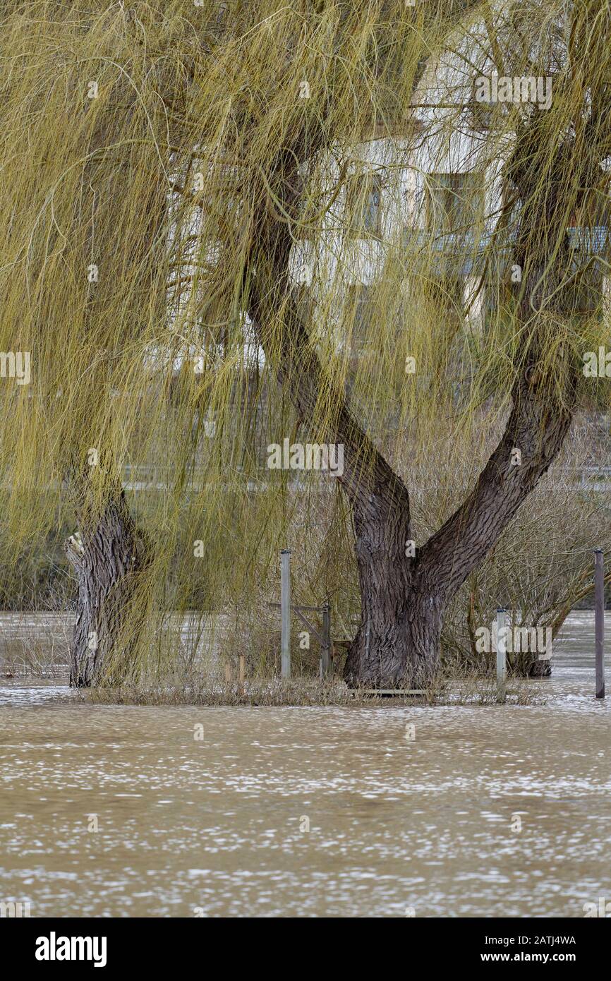 Winningen, Germany. 03rd Feb, 2020. A tree on a Mosel island is flooded ...