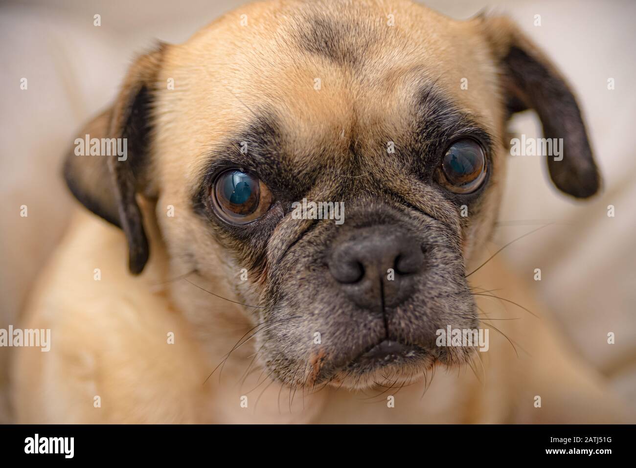 Pug dogs lady at a portrait shooting Stock Photo - Alamy
