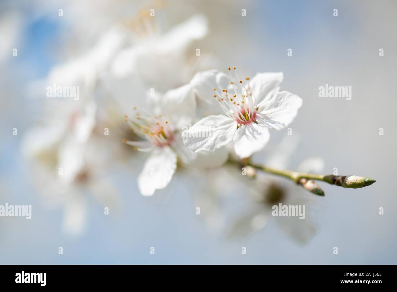 Cherry blossoms, wild cherry, Wild cherry (Prunus avium), detail ...