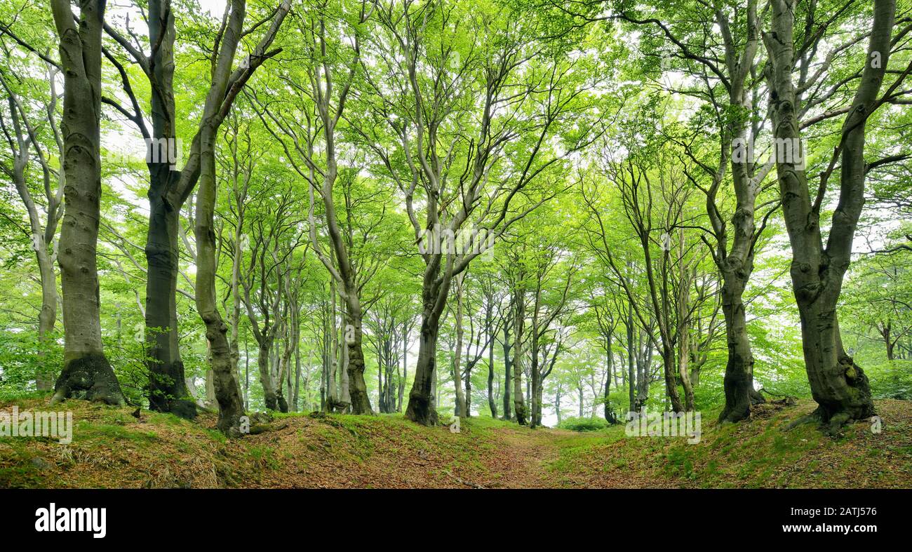 Natural Beeches forest (Fagus) with gnarled overgrown trees in spring ...