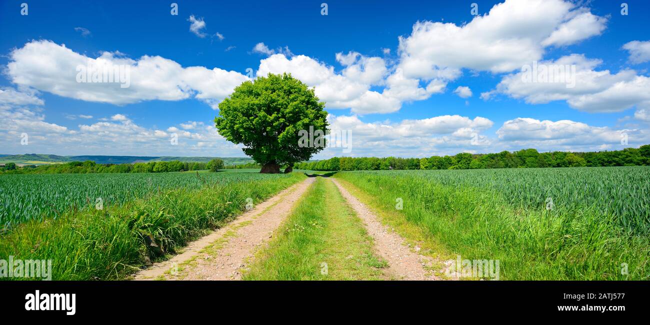 Large solitaires Oak (Quercus) on the field path through green fields ...