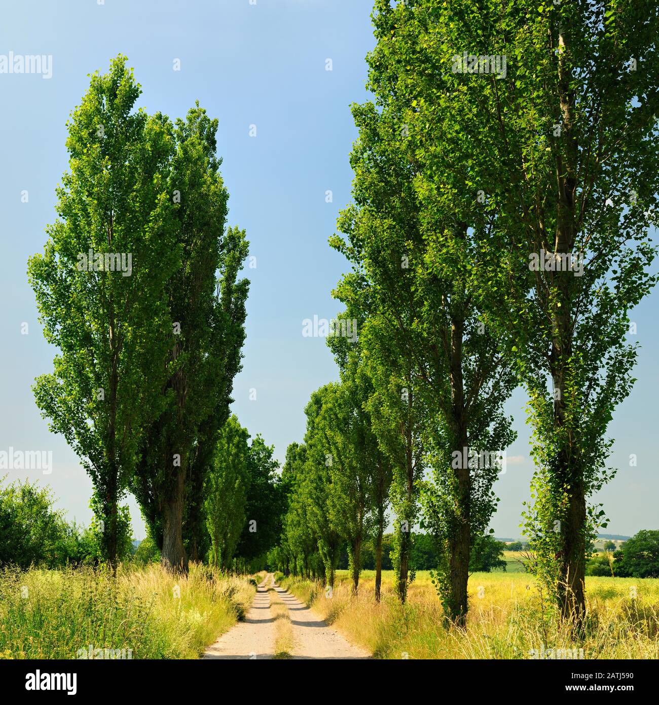 Field path through poplar avenue in summer, Mecklenburg-Western ...
