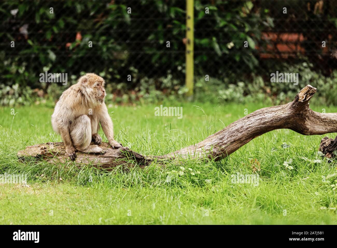 portrait of adult macaque in tropical nature park. Cheeky monkey in the ...